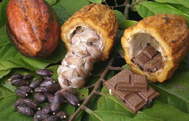 Sloths in Costa Rica | Sloths & Chocolate Learning Family Farm