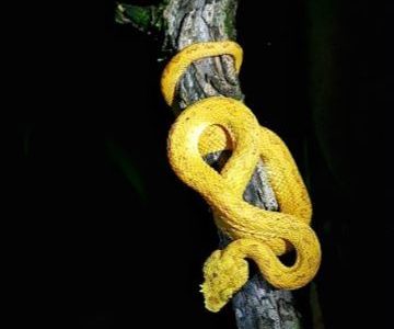 Night Walk Tour Animal Discovery - Best Way to Explore Jungle