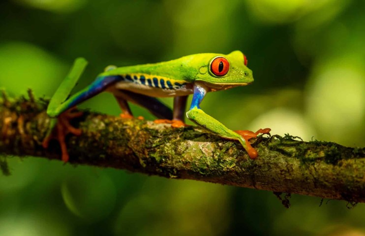 Best Things To Do in Costa Rica | Rain Forest & Wildlife Tours